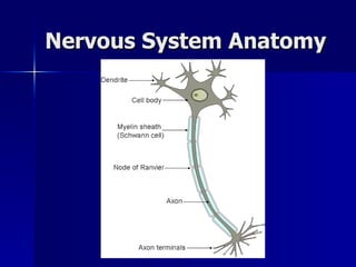 Nervous system intro | PPT