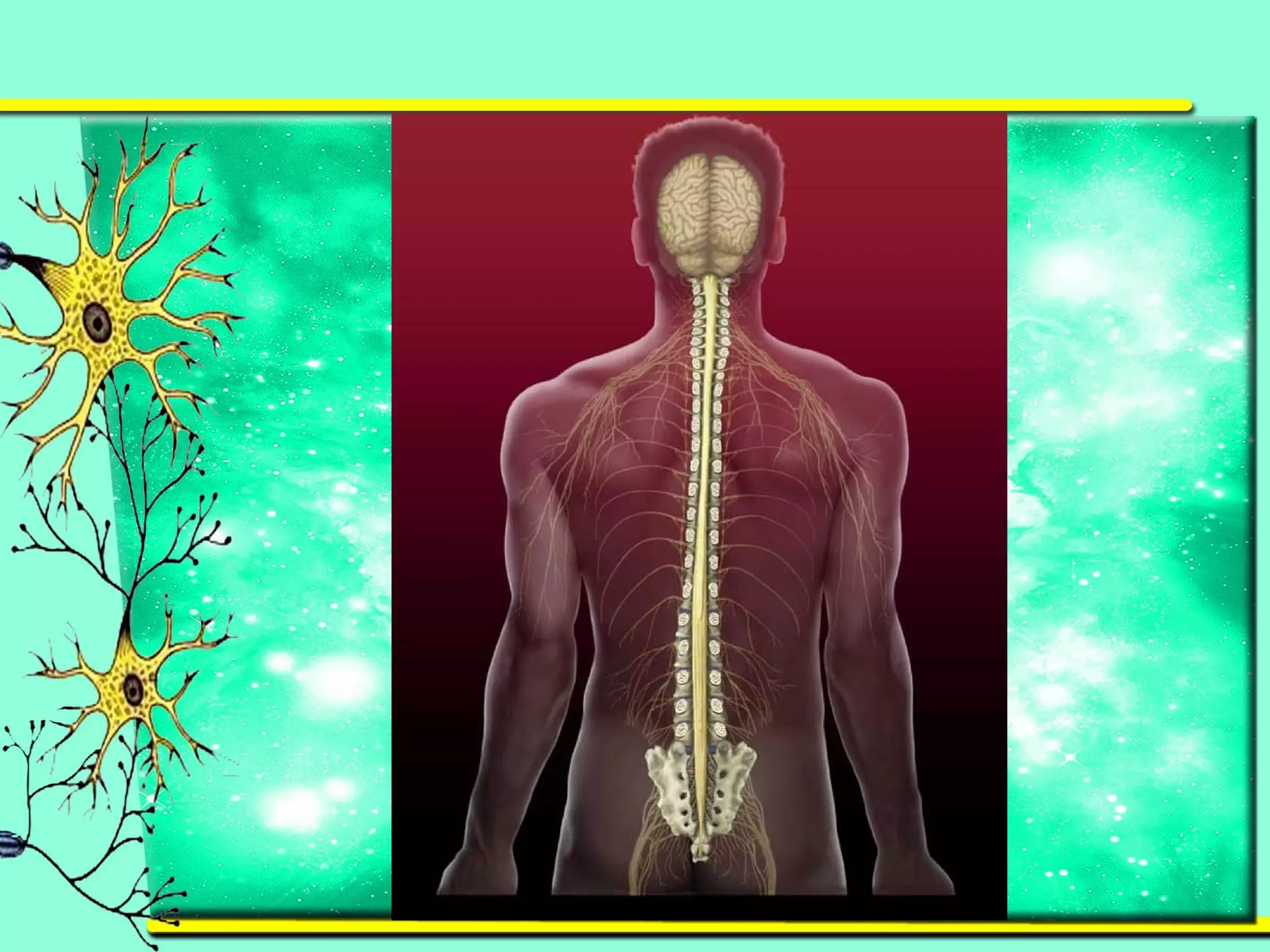 Nervous system intro | PPT