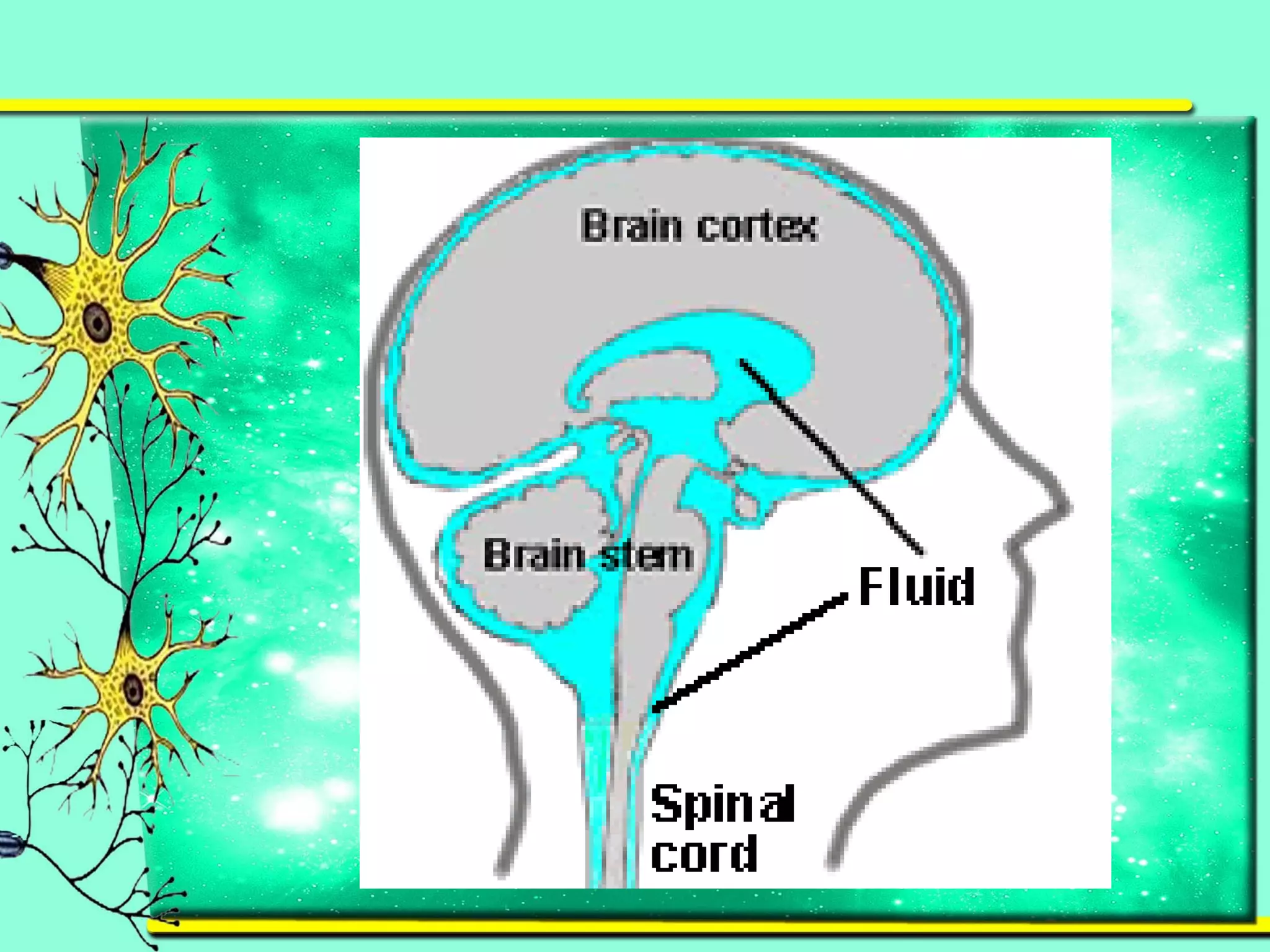 Nervous system intro | PPT