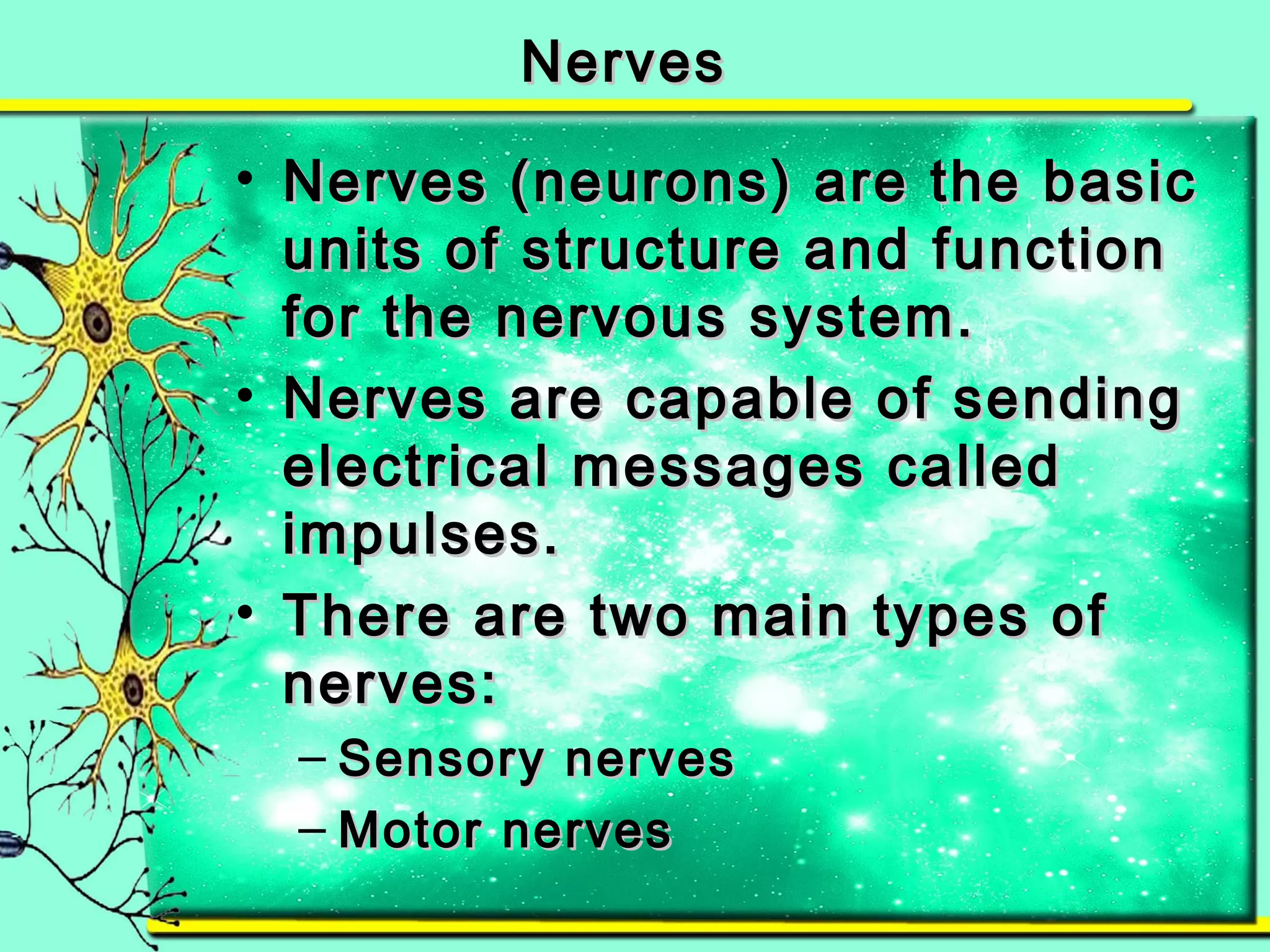 Nervous system intro | PPT