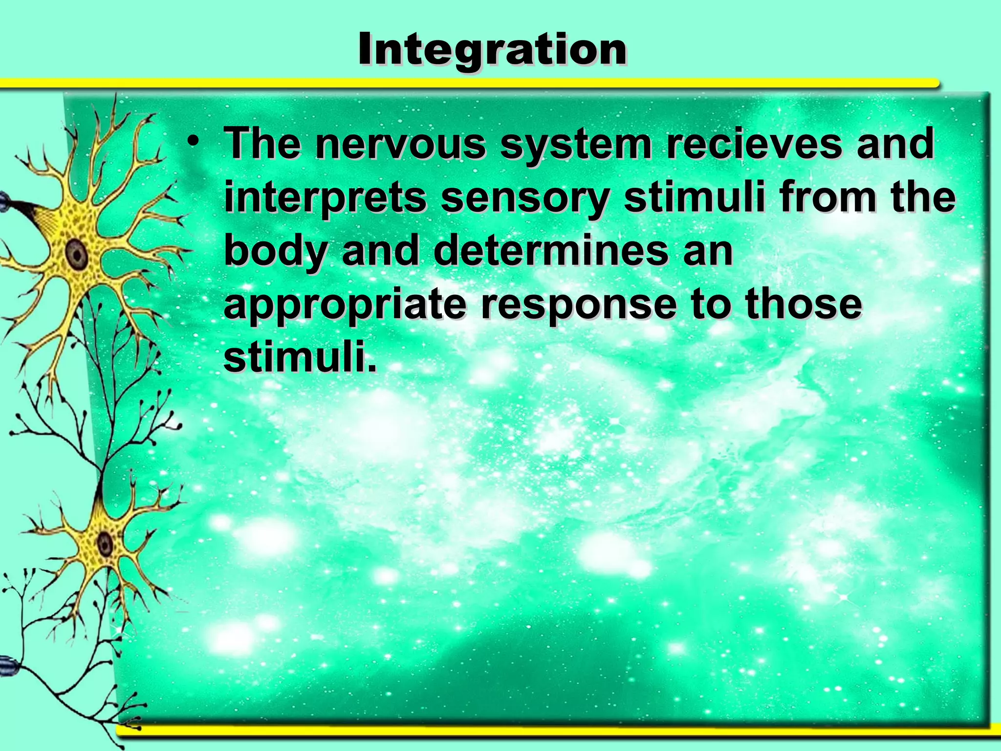 Nervous system intro | PPT