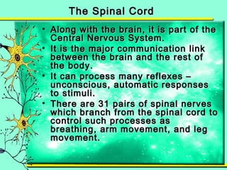 Nervous system intro | PPT