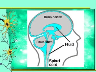 Nervous system intro | PPT