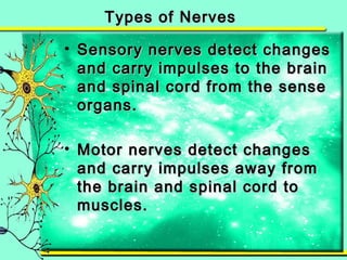 Nervous system intro | PPT
