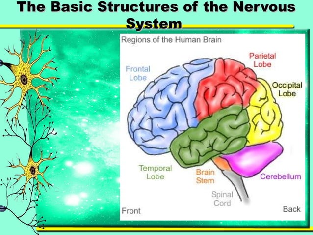 Nervous system intro | PPT