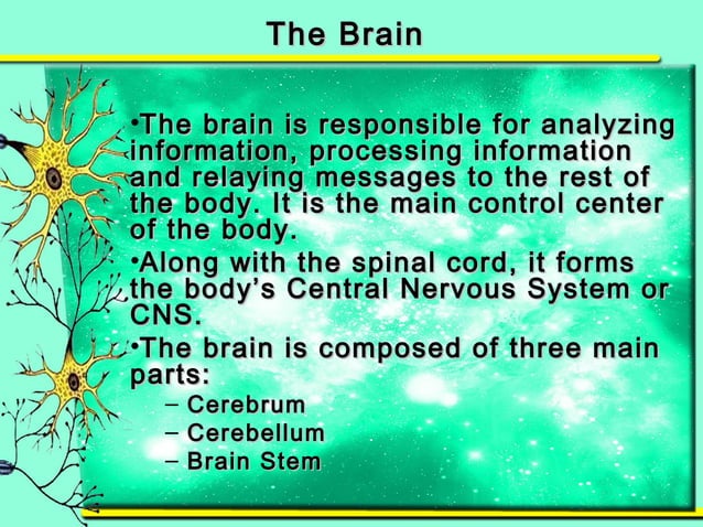 Nervous system intro | PPT