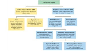 Physiology of the Nervous system introduction-1.pptx