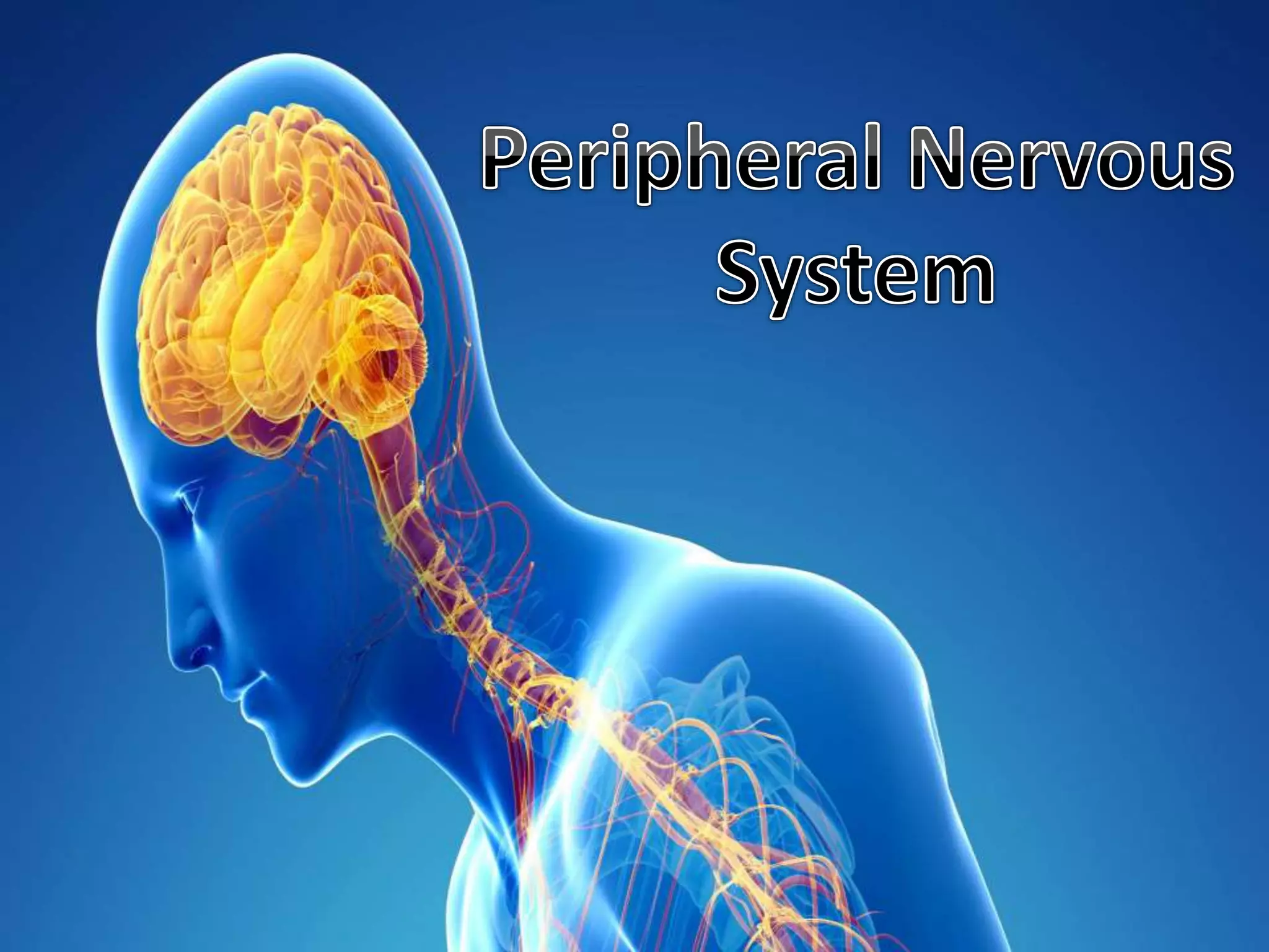 Biology: Nervous system | PPTX