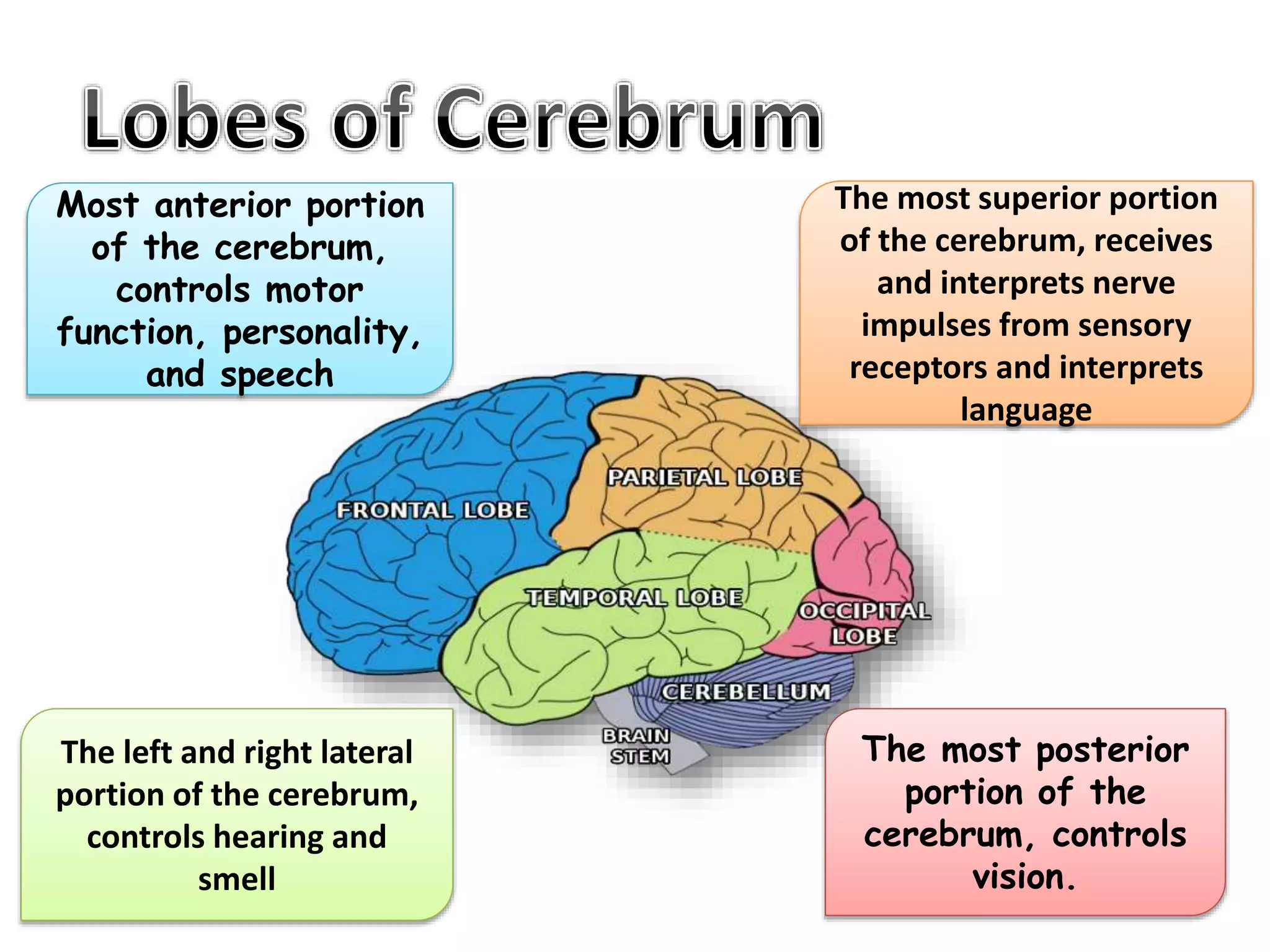 Biology: Nervous system | PPTX