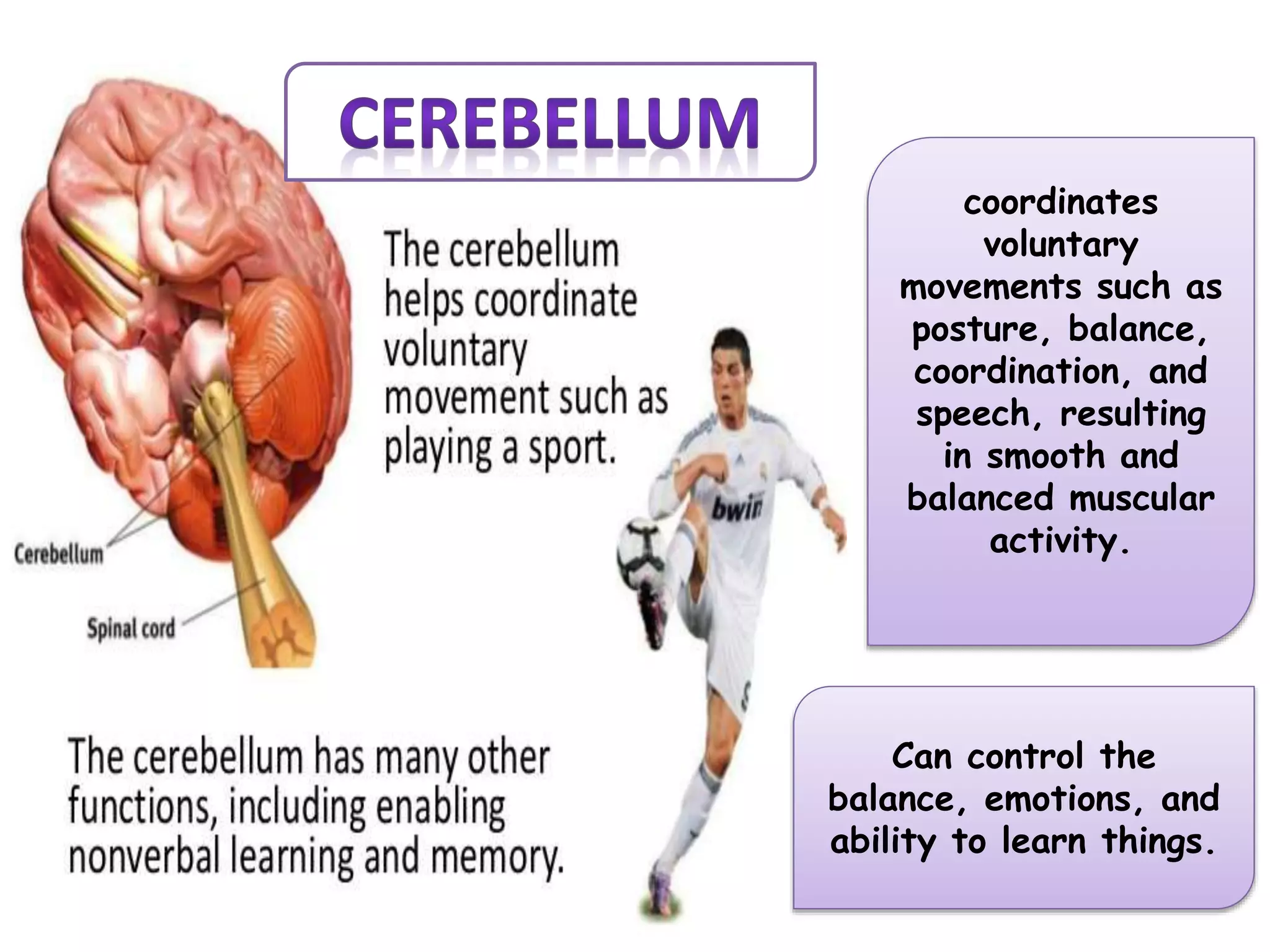Biology: Nervous system | PPTX