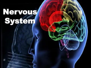 Biology: Nervous system | PPTX