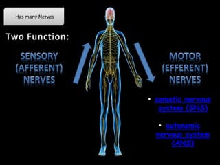 Biology: Nervous system | PPT