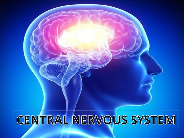 Biology: Nervous system | PPTX