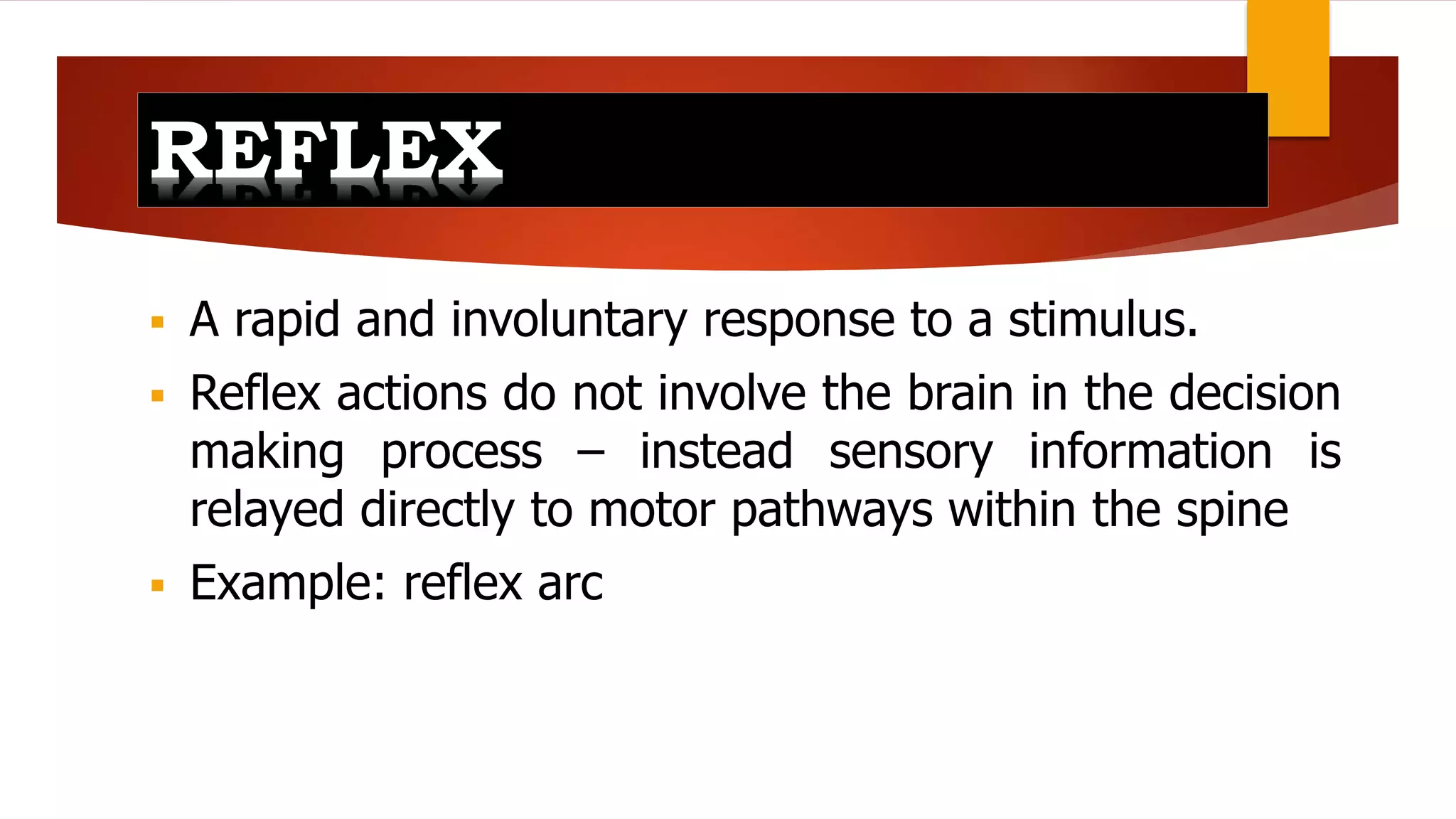 Physiology of the Nervous System | PPTX