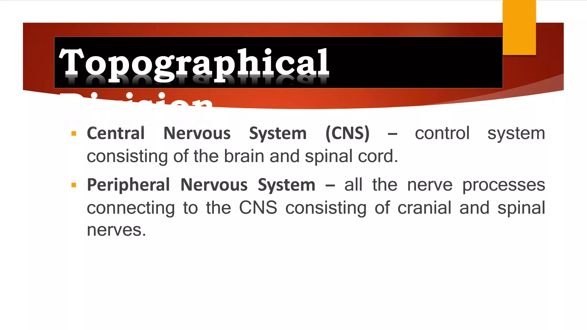 Physiology of the Nervous System | PPTX