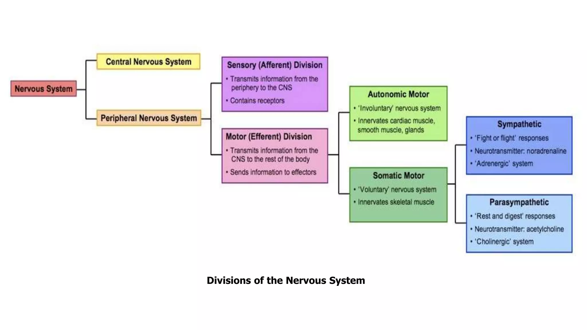 Physiology of the Nervous System | PPTX