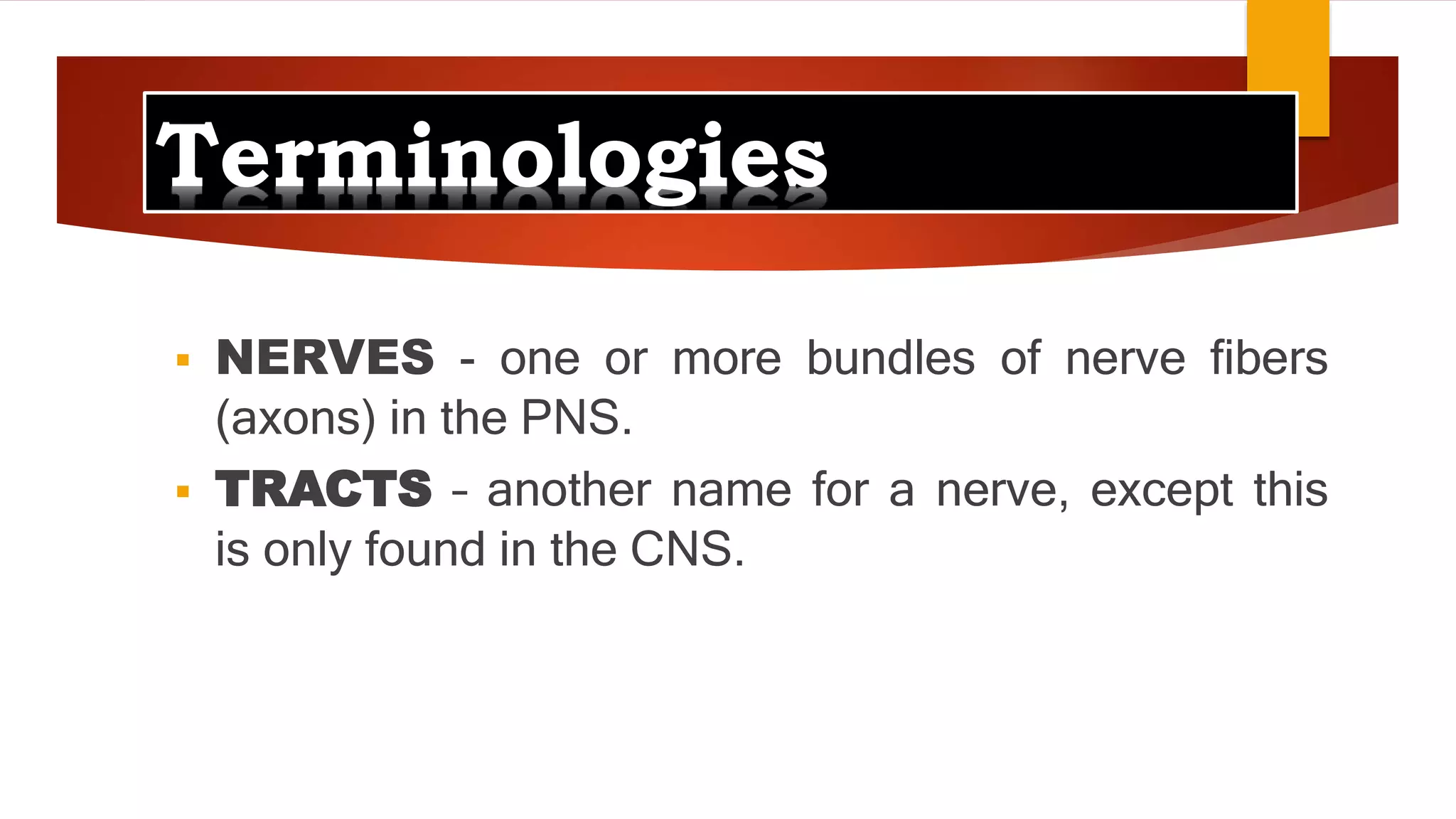Physiology of the Nervous System | PPTX