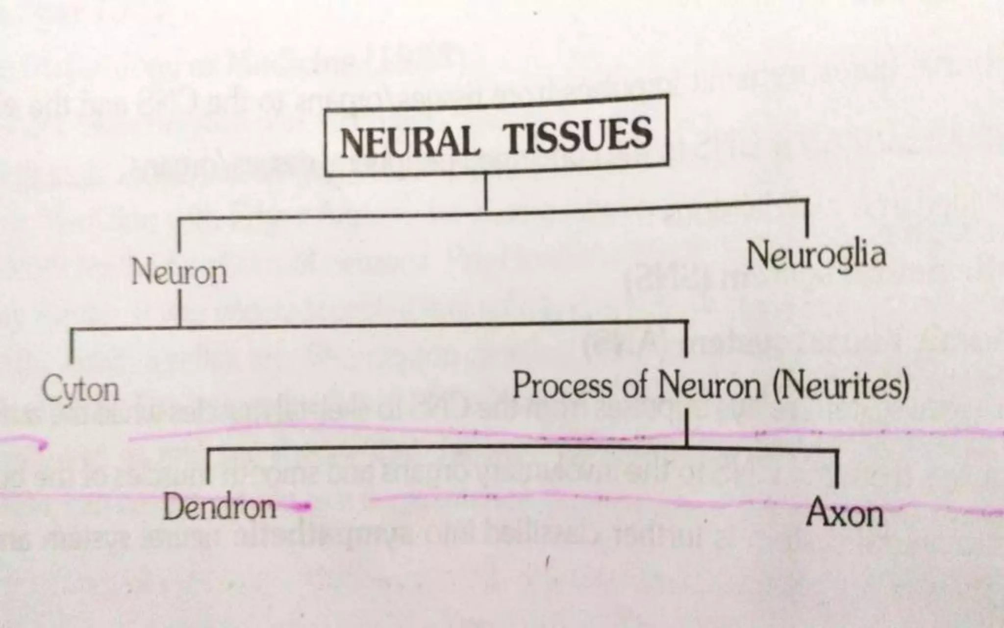 Nervous system.pptx
