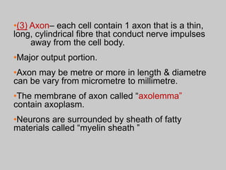 Nervous system ( anatomy and physiology) | PPT