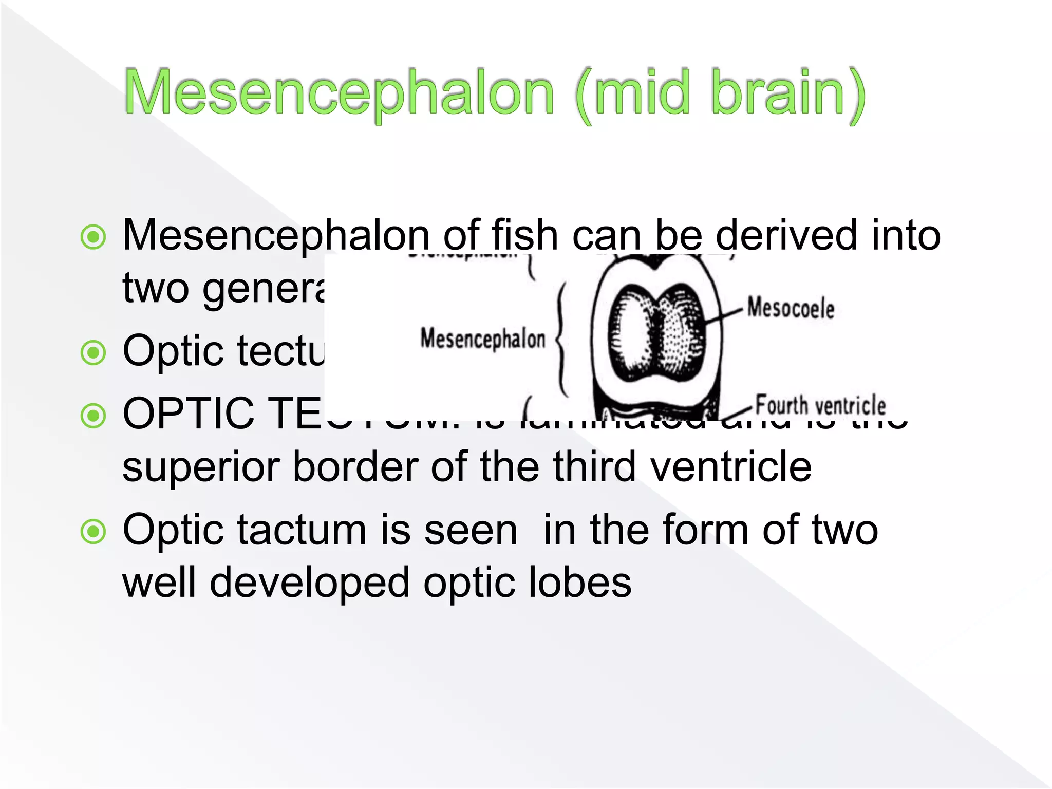 Nervous system of fishes | PPTX
