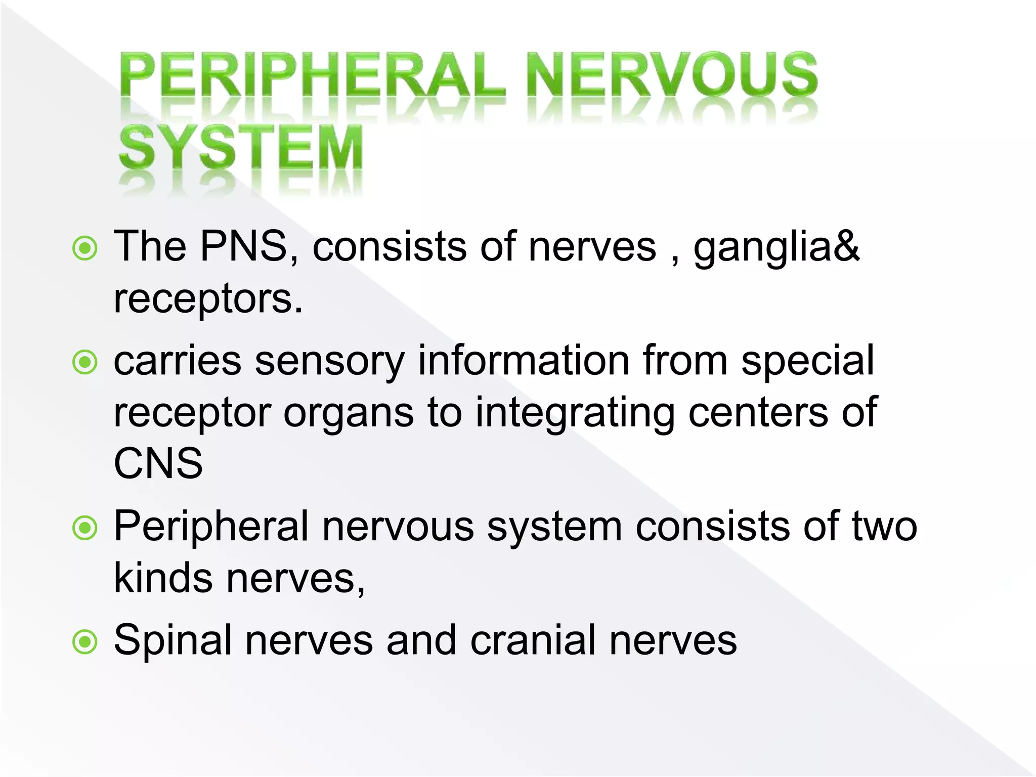 Nervous system of fishes | PPTX