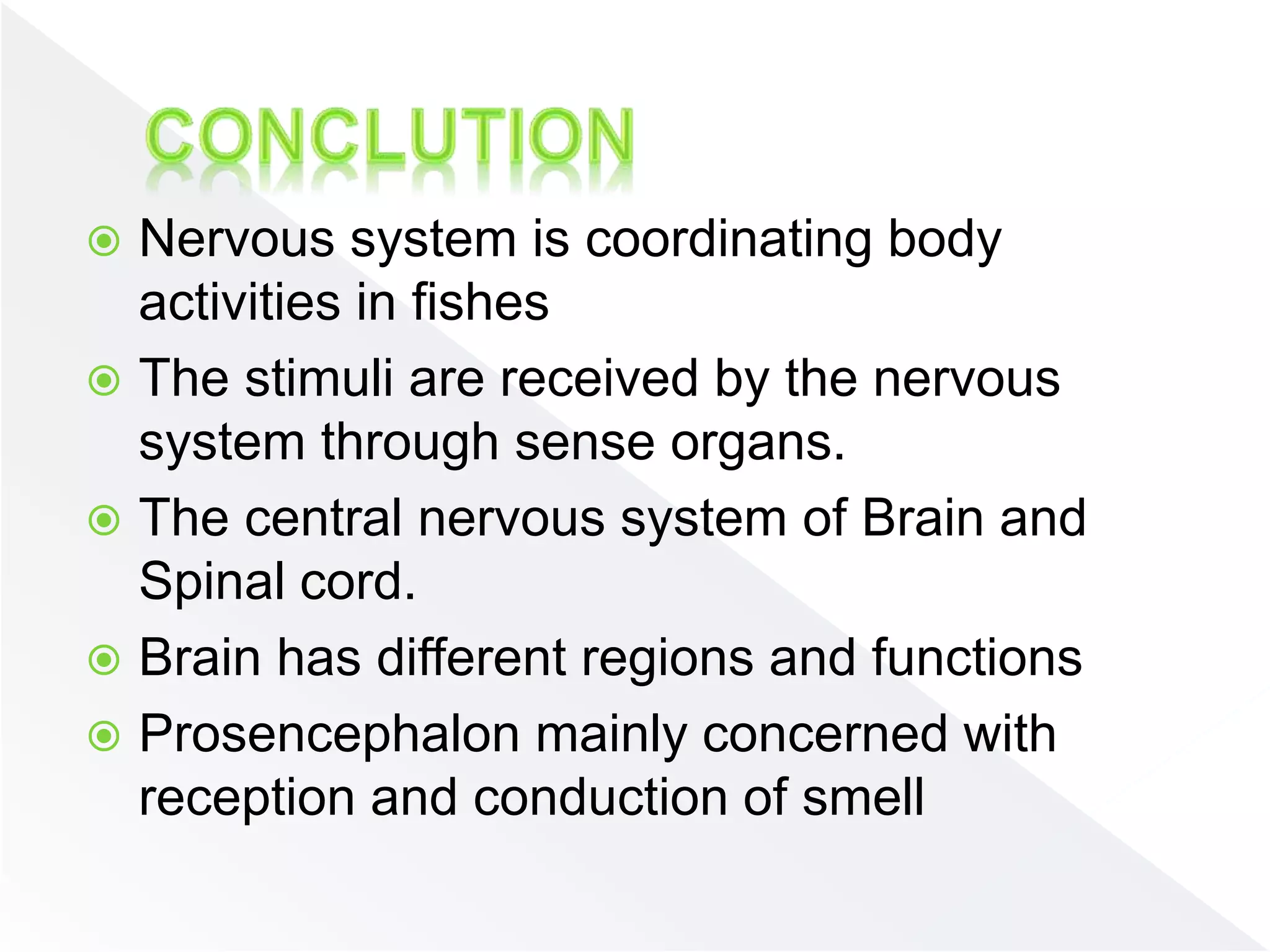 Nervous system of fishes | PPTX