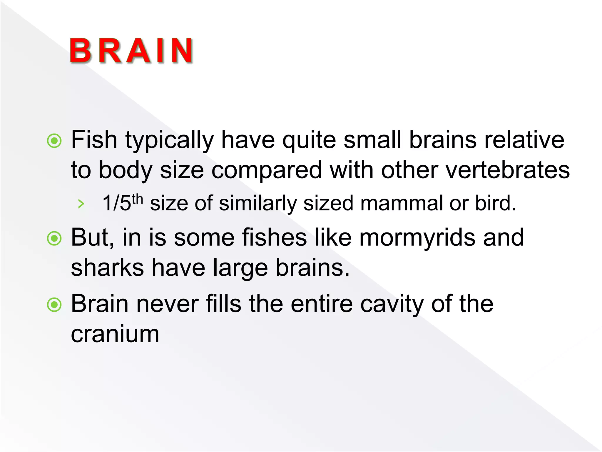 Nervous system of fishes | PPTX