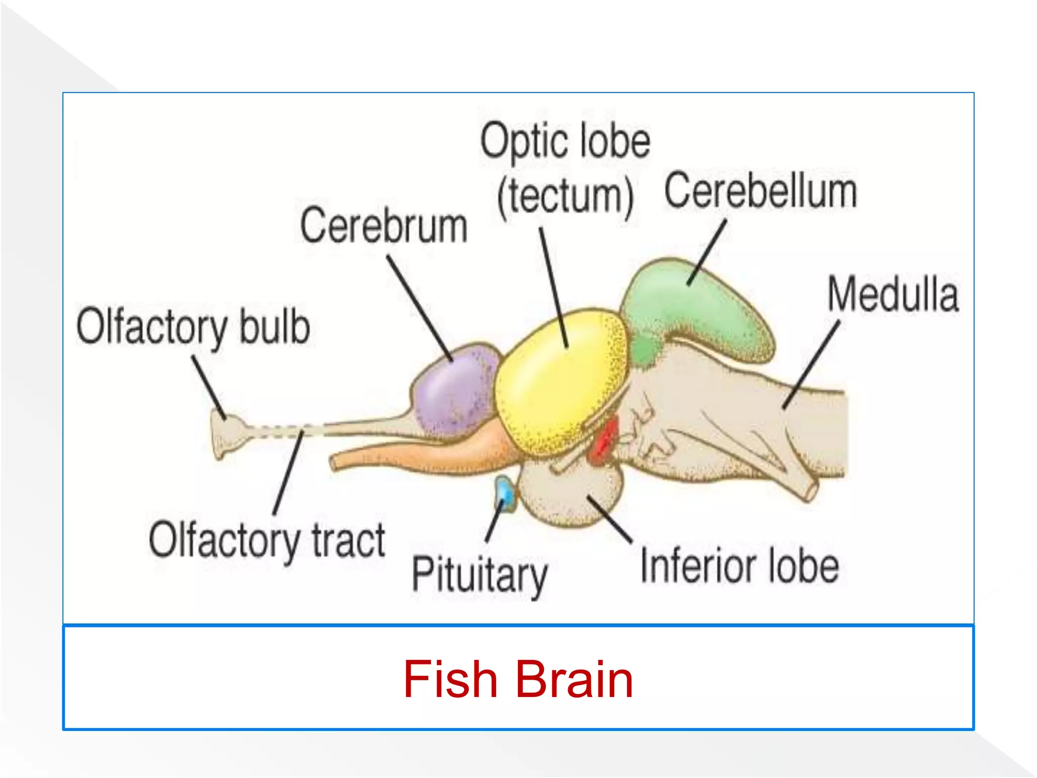 Nervous system of fishes | PPTX
