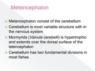 Nervous system of fishes | PPTX