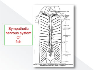 Nervous system of fishes | PPTX