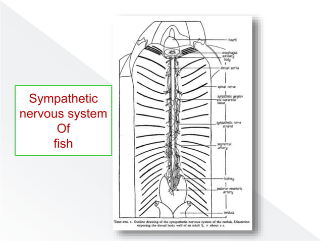 Nervous system of fishes | PPTX | Brain and Nervous System Disorders ...