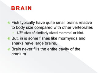 Nervous system of fishes | PPTX