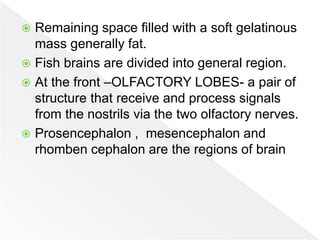 Nervous system of fishes | PPTX