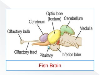 Nervous system of fishes | PPTX
