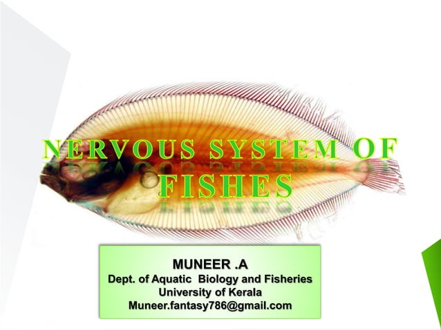 Nervous system of fishes | PPT