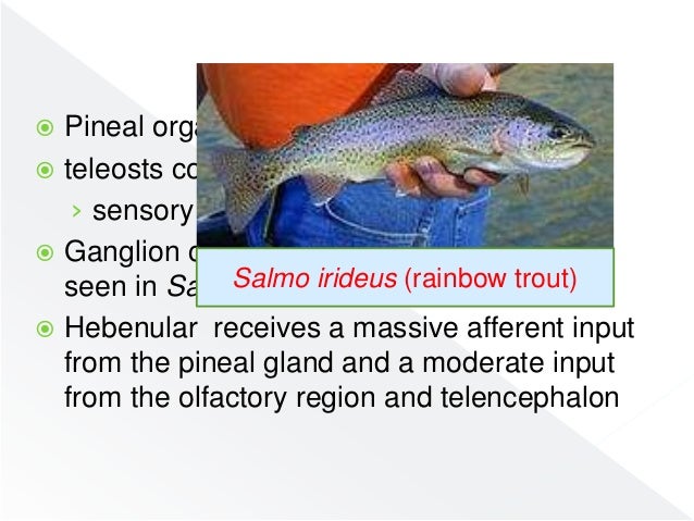 Nervous system of fishes