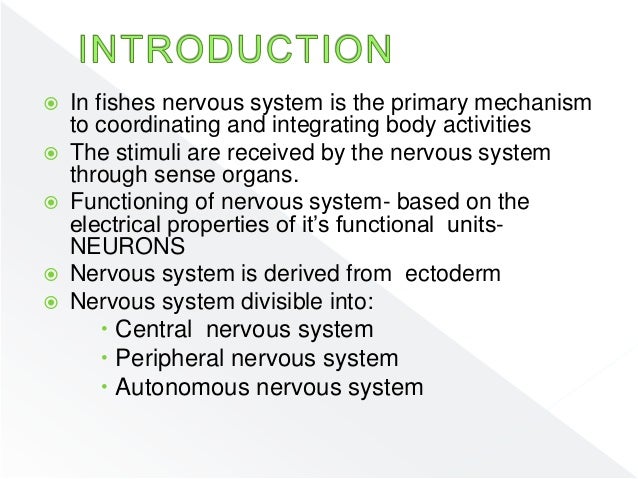 Nervous system of fishes