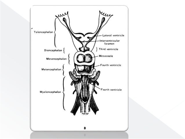 Nervous system of fishes