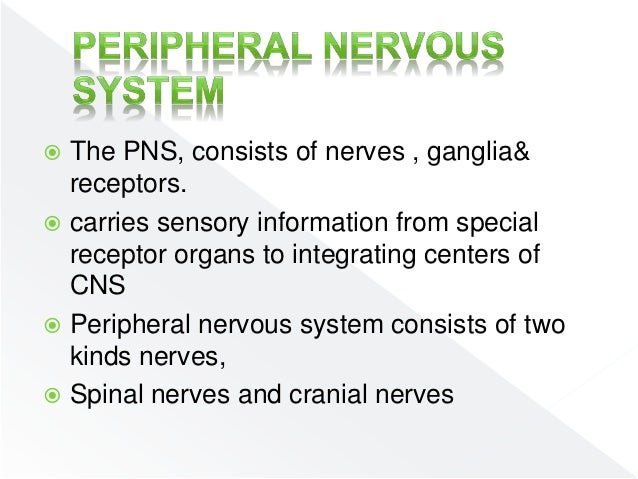 Nervous system of fishes