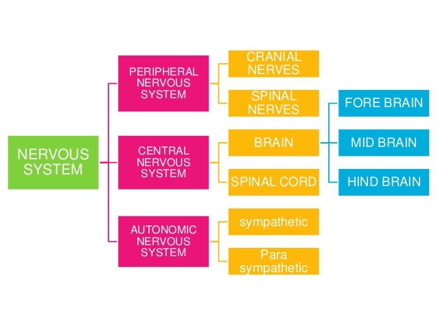 Nervous system of fishes