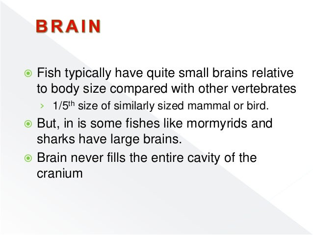 Nervous system of fishes