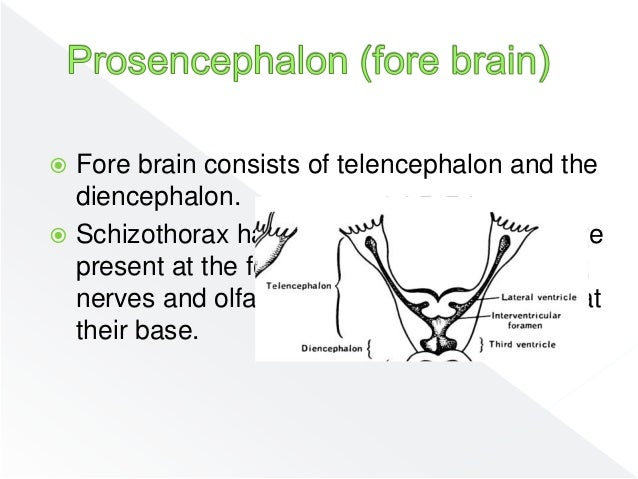 Nervous system of fishes