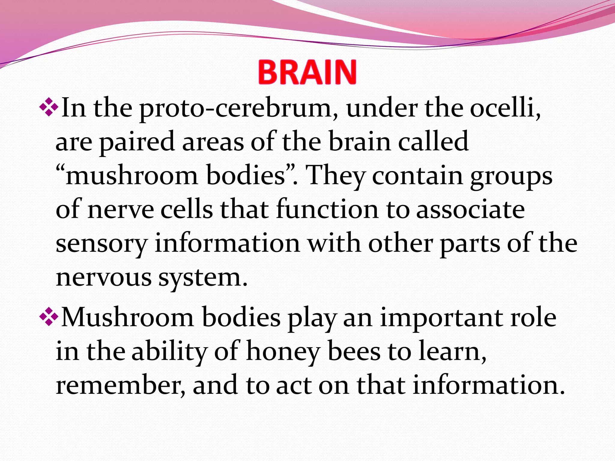 Nervous system of honey bee.pptxx (2) | PPTX