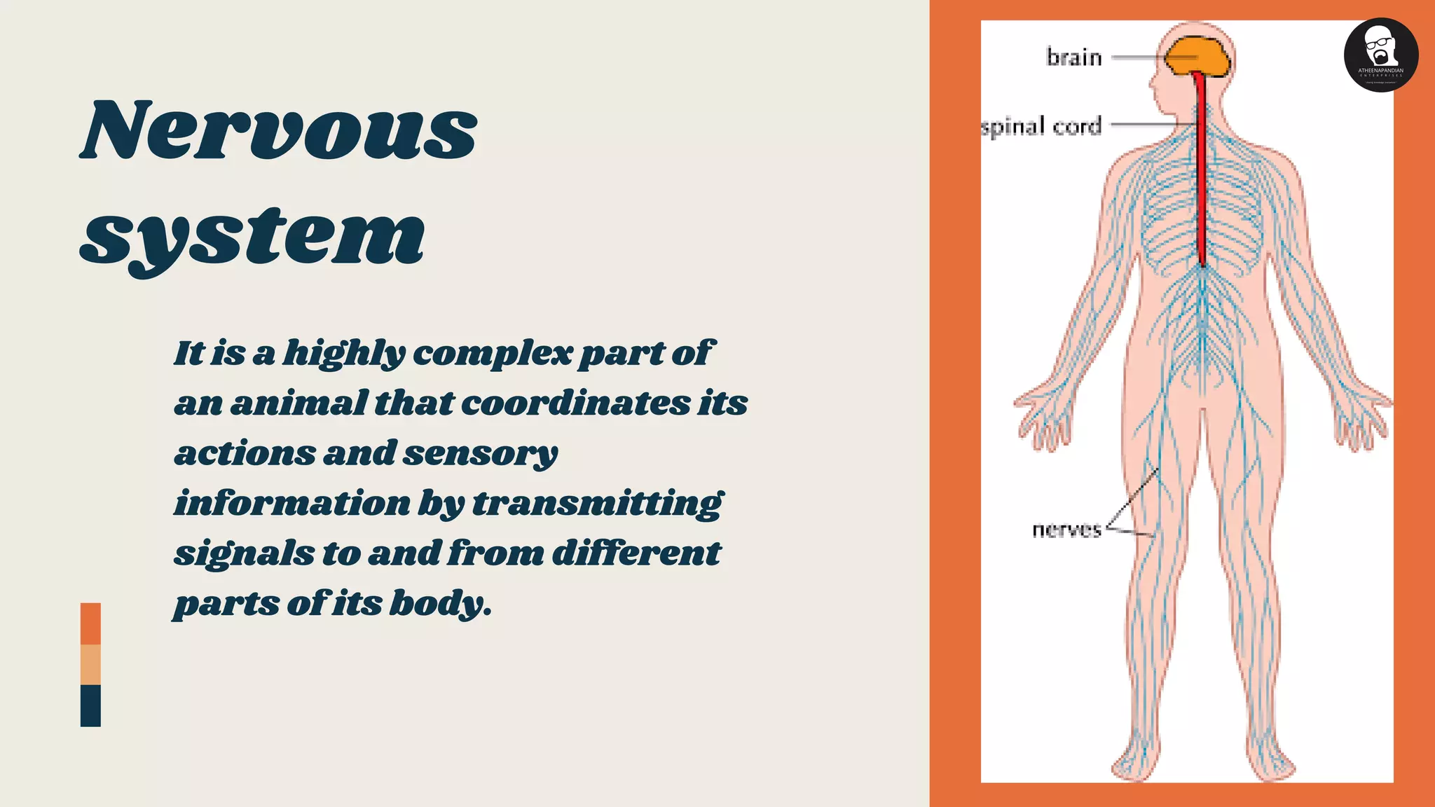 Human Nervous system - Structure and Function of Neuron | PPT Human Nervous system - Structure and Function of Neuron | PPT