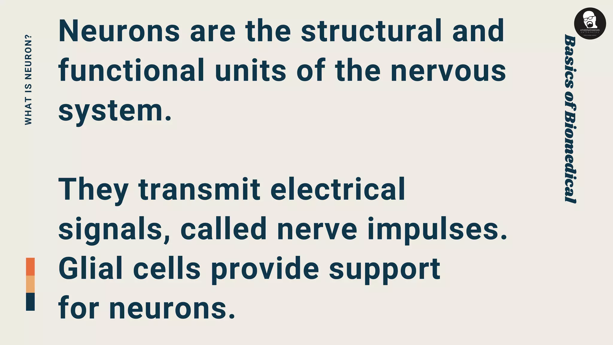 Human Nervous system - Structure and Function of Neuron | PDF