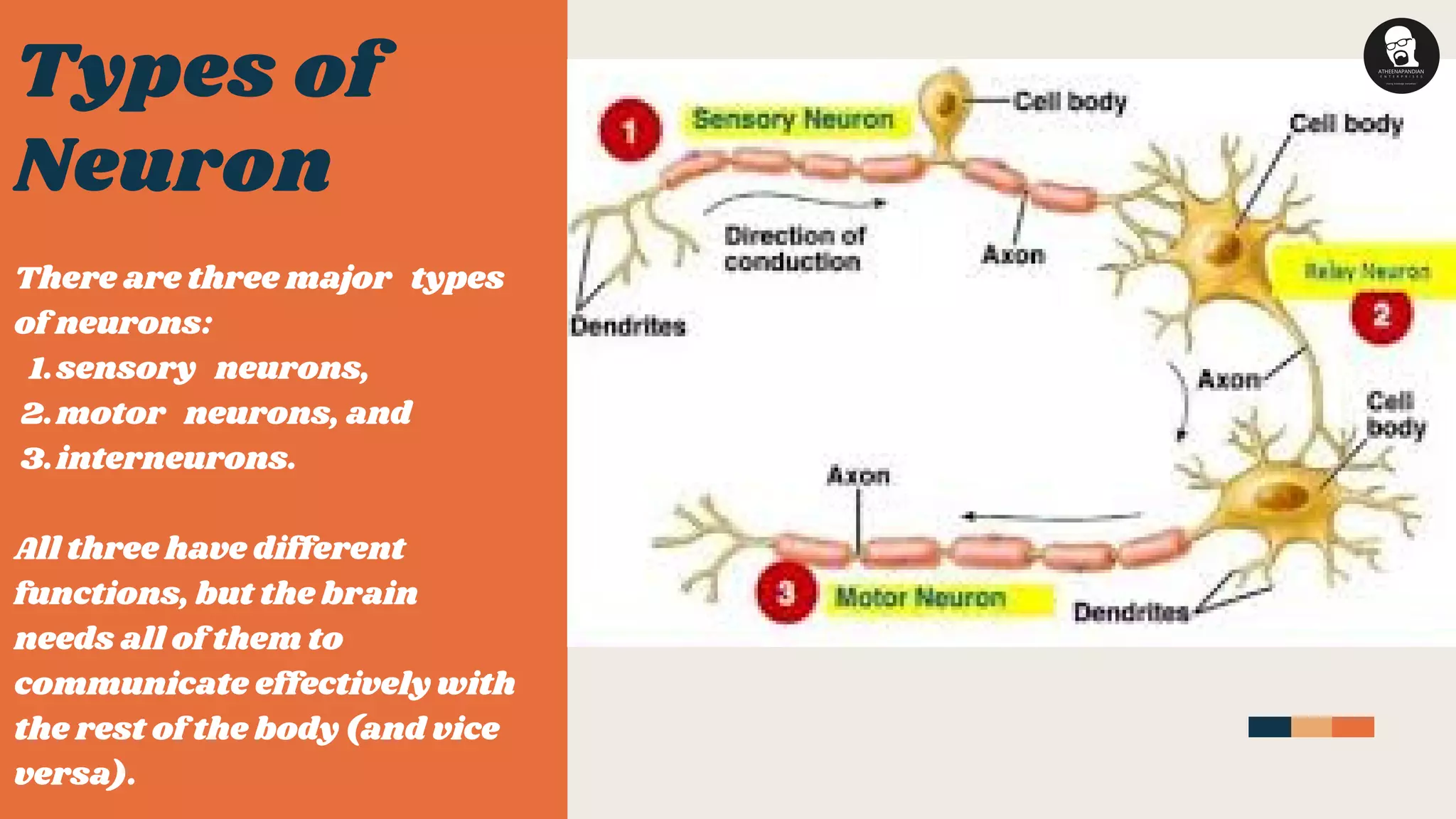 Human Nervous system - Structure and Function of Neuron | PDF