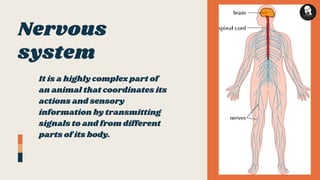 Human Nervous system - Structure and Function of Neuron | PDF