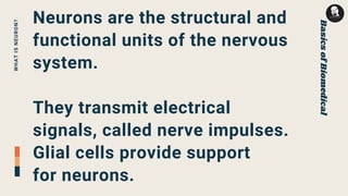 Human Nervous system - Structure and Function of Neuron | PDF