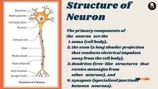Human Nervous system - Structure and Function of Neuron | PDF