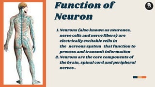 Human Nervous system - Structure and Function of Neuron | PDF